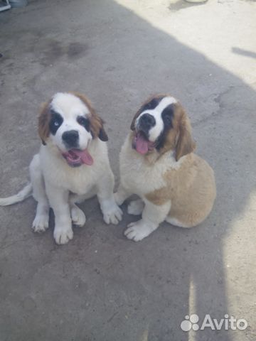 Продаются щенки сенбернара