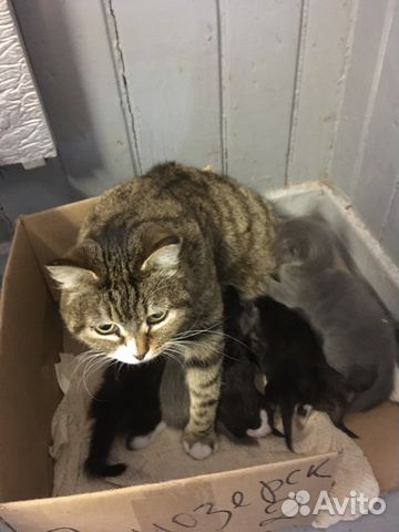 Котята от самой ласковой кошки