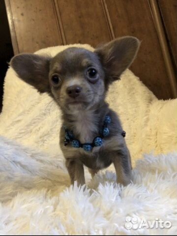 Чихуахуа шикарная и переспеетивная