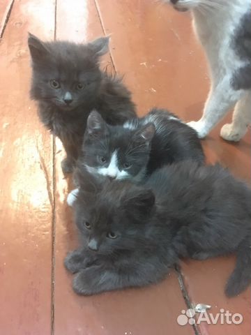 Котята, 2 мес. В добрые руки