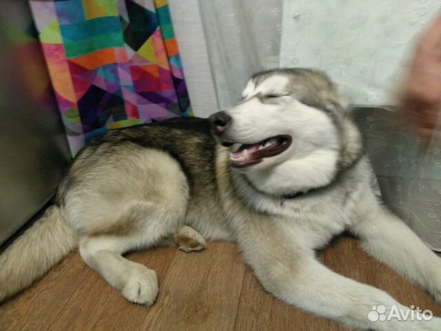 Аляскинский маламут