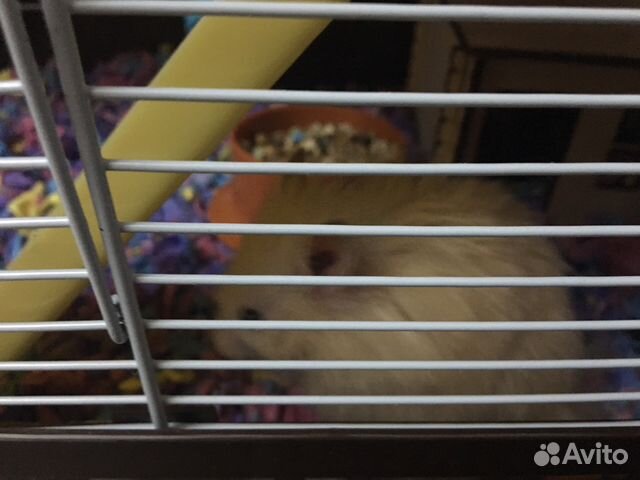 Хомяк 3 мес в добрые руки