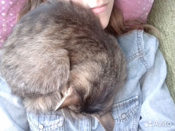 Отдам котика только в частный дом