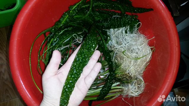 Криптокорина апоногетонолистная