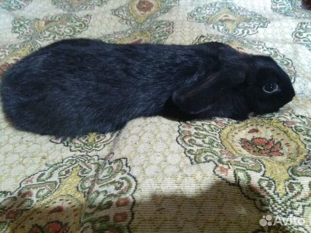 Карликовый кролик