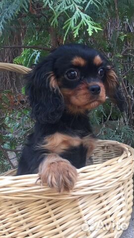 Кавалер Кинг Чарльз Спаниель