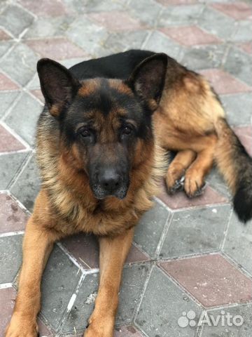 Вязка, Кабель, Немец