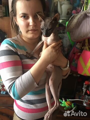 Кошка сфинкс вязка