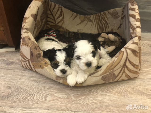 Щенки бивера йоркширский терьер