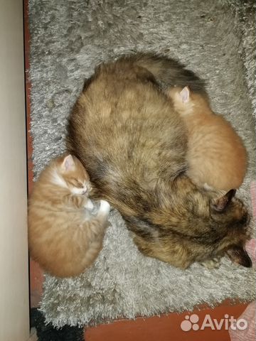 Домашние котята