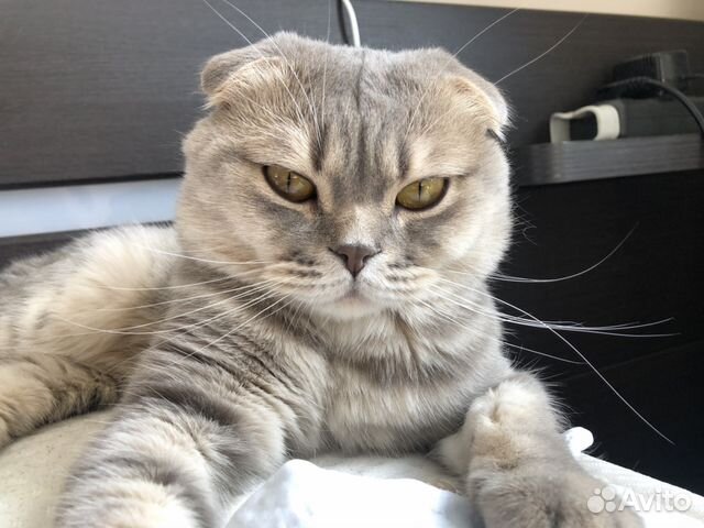 Вязка с титулованным шотландским вислоухим котом