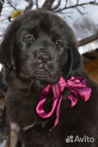 Мальчики и девочки Ньюфаундленда