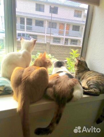 Кошки, котята в добрые руки
