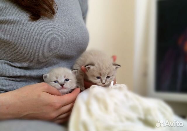 Породистый красивый ласковый котенок (кошечка)