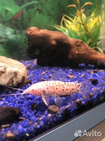 Анциструс сомик