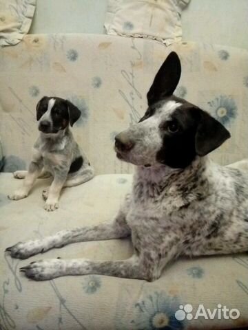 Щеночек(метис курцхаара)