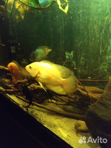 Рыба "Астронотус"