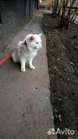 Коты Мейн-кун