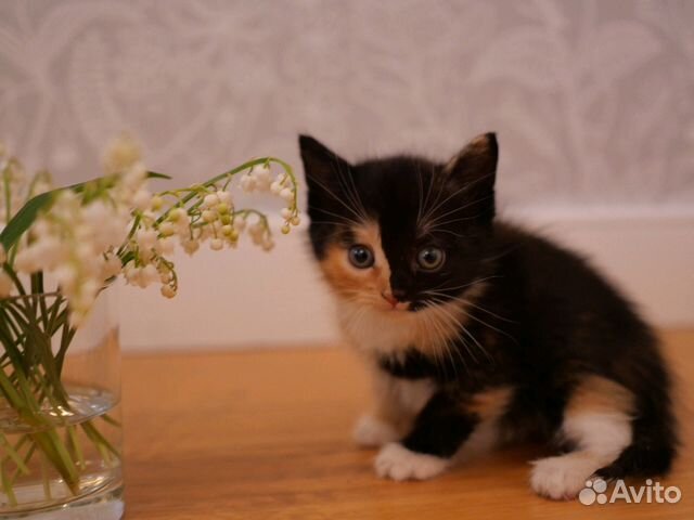 Котенок Карамелька ищет дом