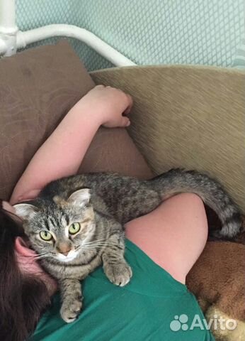 Отдам кошку