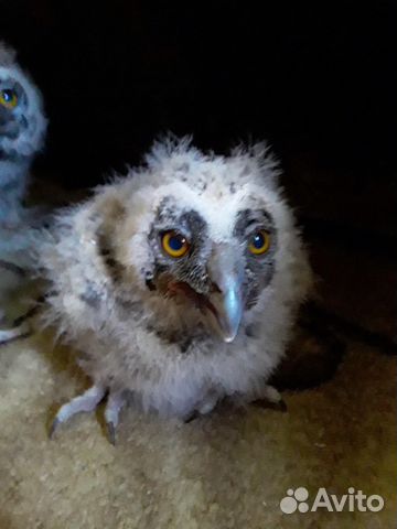 Ушастый совёнок