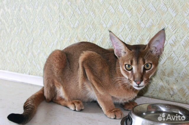 Котята Каракет ф2