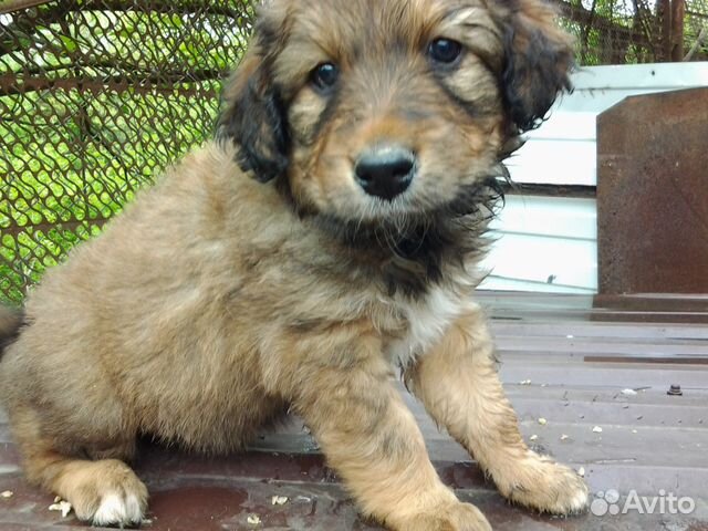 Ищет дом очаровательный щенок Лео