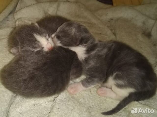 Британские котята