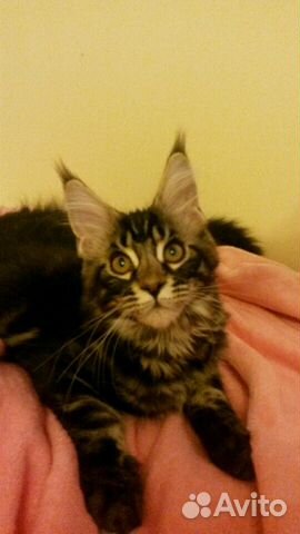 Мэйнкунчики от чемпионов