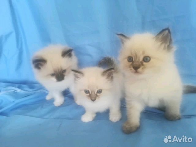 Очаравательные невские маскарадные котята