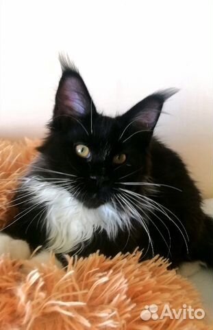 Эксклюзивная кошечка