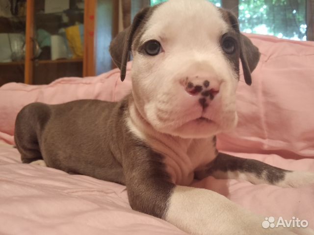 Щенки чистокровного питбуля с голубыми глазами