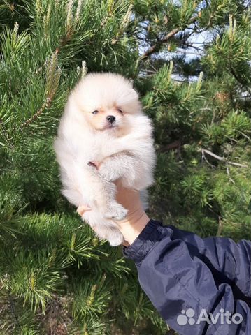 Очаровашки