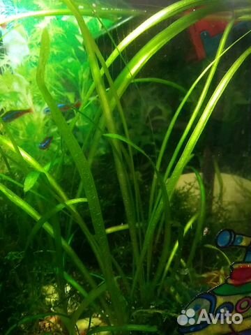 Аквариумное растение Валлиснерия