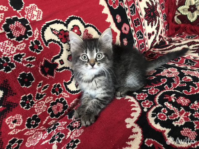 Котята сибирская лесная