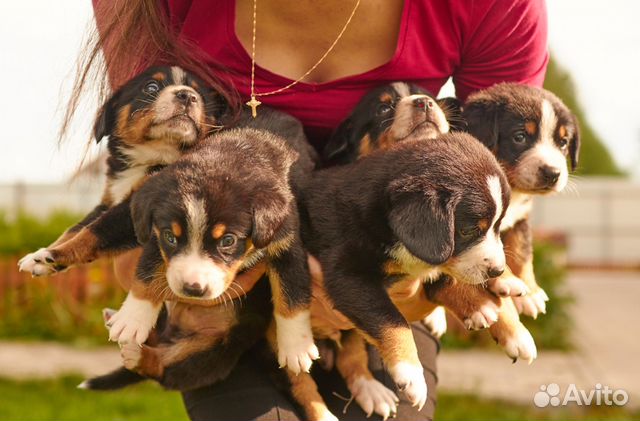 Очаровательные щенки энтлебухера