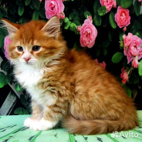 Офигенный сибирский котенок