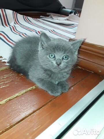 Котенок в добрые руки