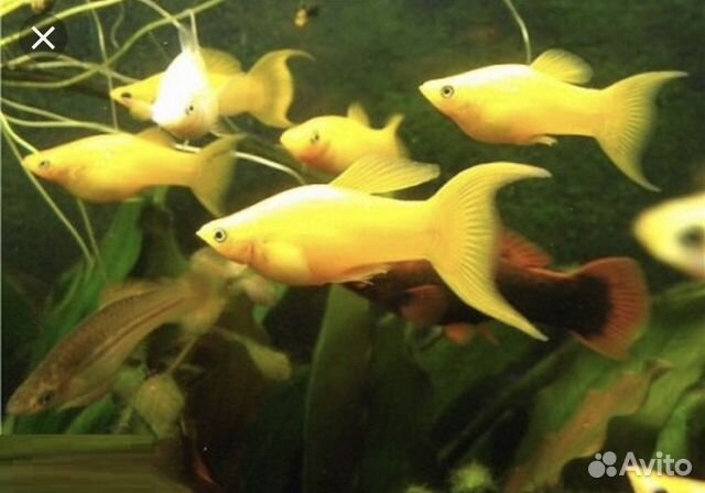 Рыбки Маллинезии