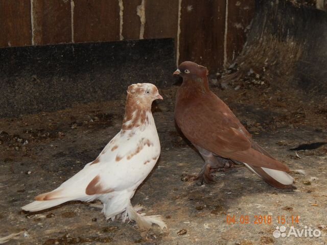 Голуби Андижанцы