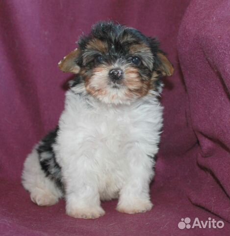 Мальчишка биверишка