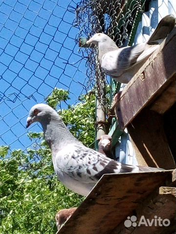 Продам голубей