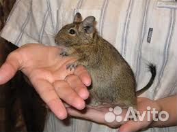 Отдам дегу бесплатно вместе с клеткой