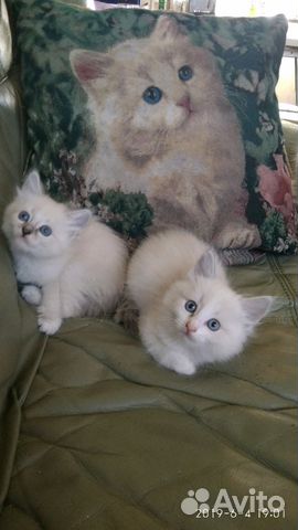 Невская маскарадная