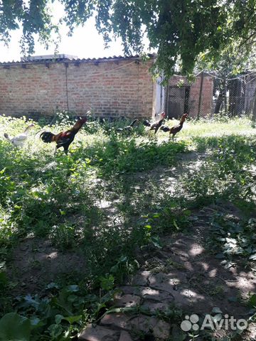 Бойцовые петухи