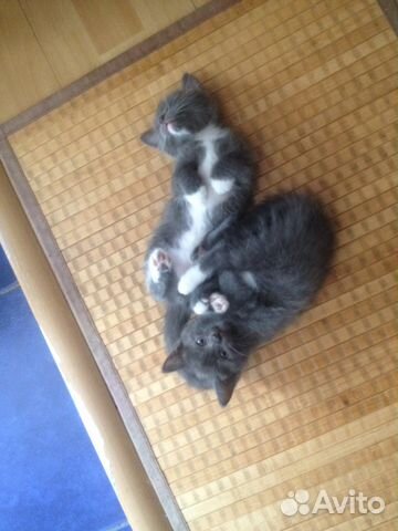 Милые чудесные котята, день рождения 1 мая 2019