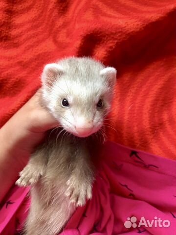 Хорек молодой