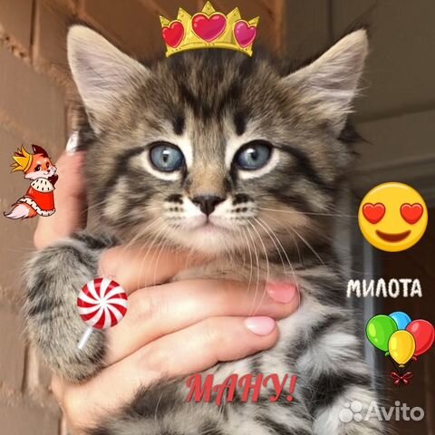 Котёнок Ману ищет дом)