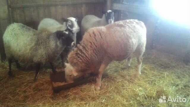 Катумский баран и овцы