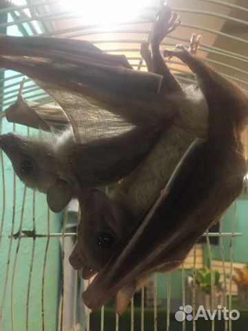 Пара нильских крыланов